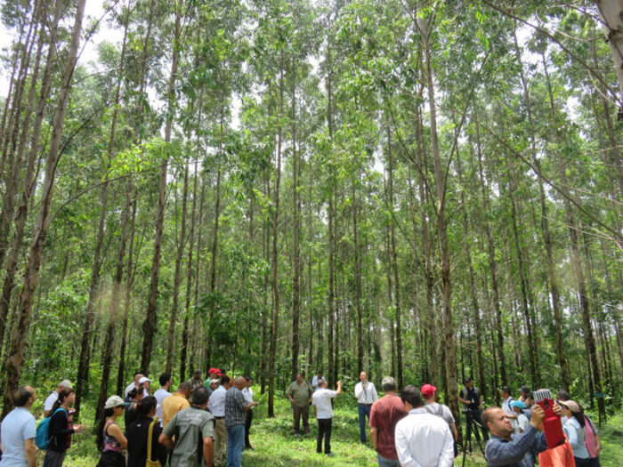 Red Latinoamericana de Bosques Modelo | ¿Qué es un bosque modelo?